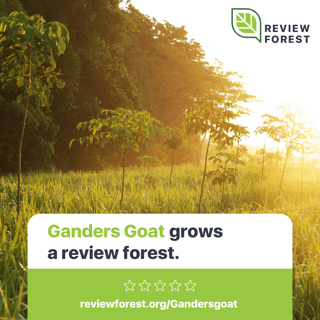 Goat Walking Experience In Northamptonshire, UK